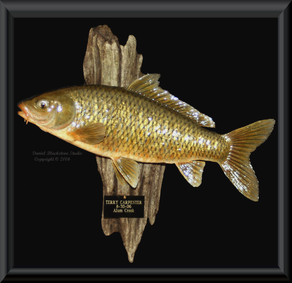 Carp Fish Mounts & Replicas