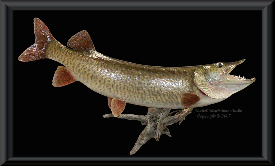 Muskie Fish Mounts & Replicas