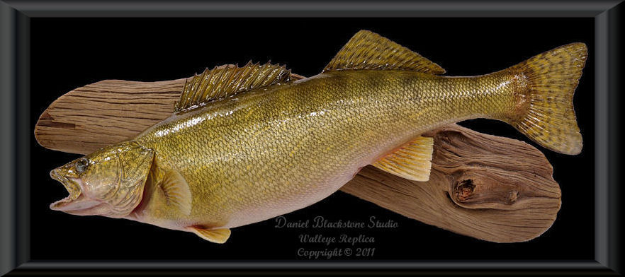 Walleye Fiberglass Fish Replicas & Reproductions