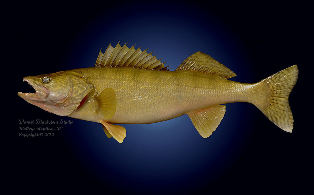 Walleye Fiberglass Fish Replicas & Reproductions
