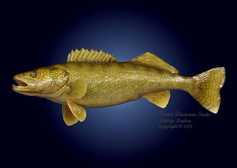 Walleye Fiberglass Fish Replicas & Reproductions