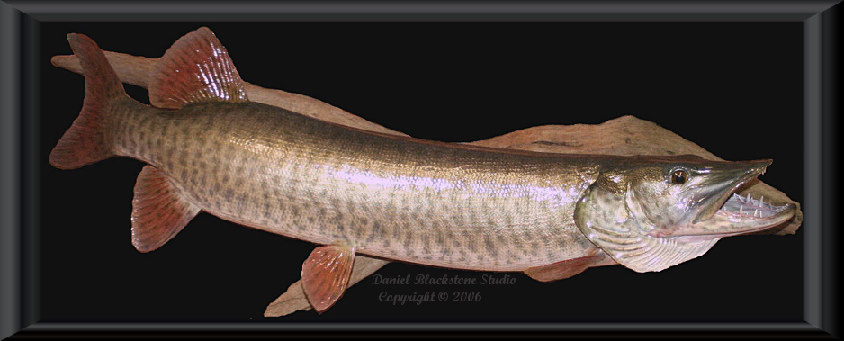 Muskie Fish Mounts & Replicas