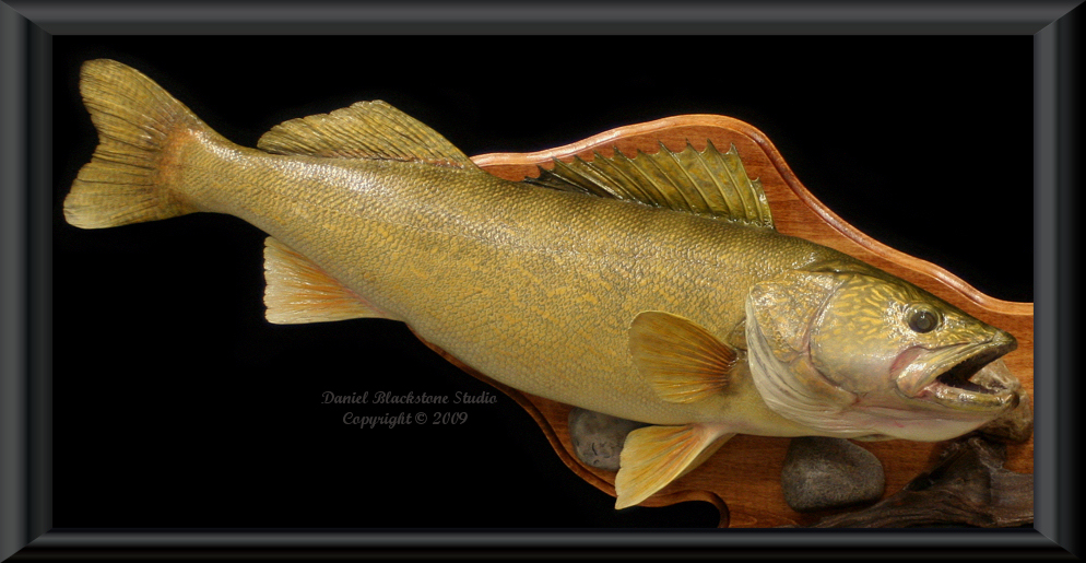 Walleye Fiberglass Fish Replicas & Reproductions